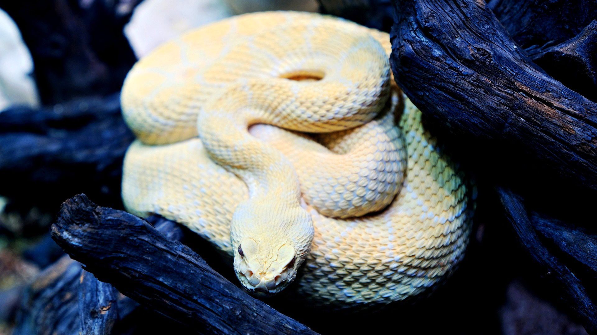 Zeldzame koningspython verdwaalt in Velp - Streeknieuws