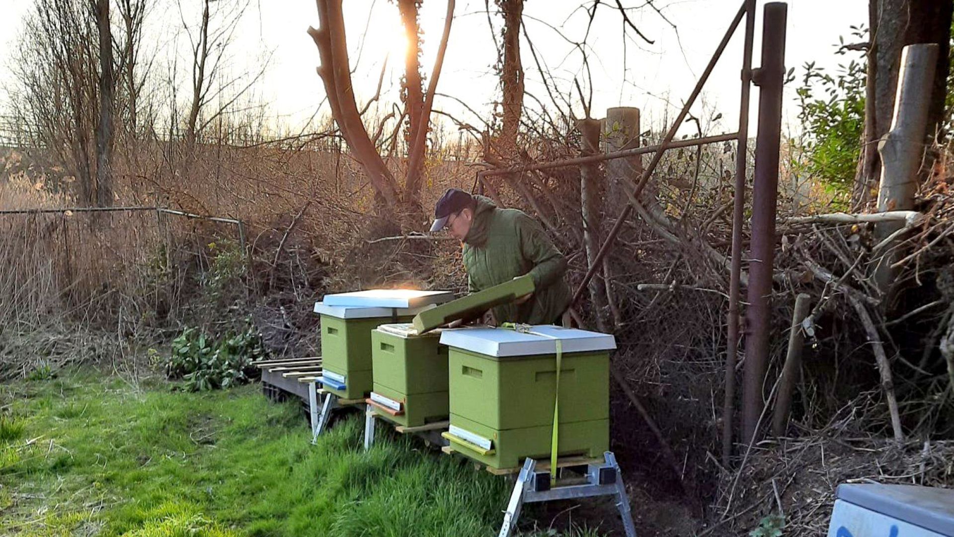 Red de bij, begin in je eigen tuin - Streeknieuws