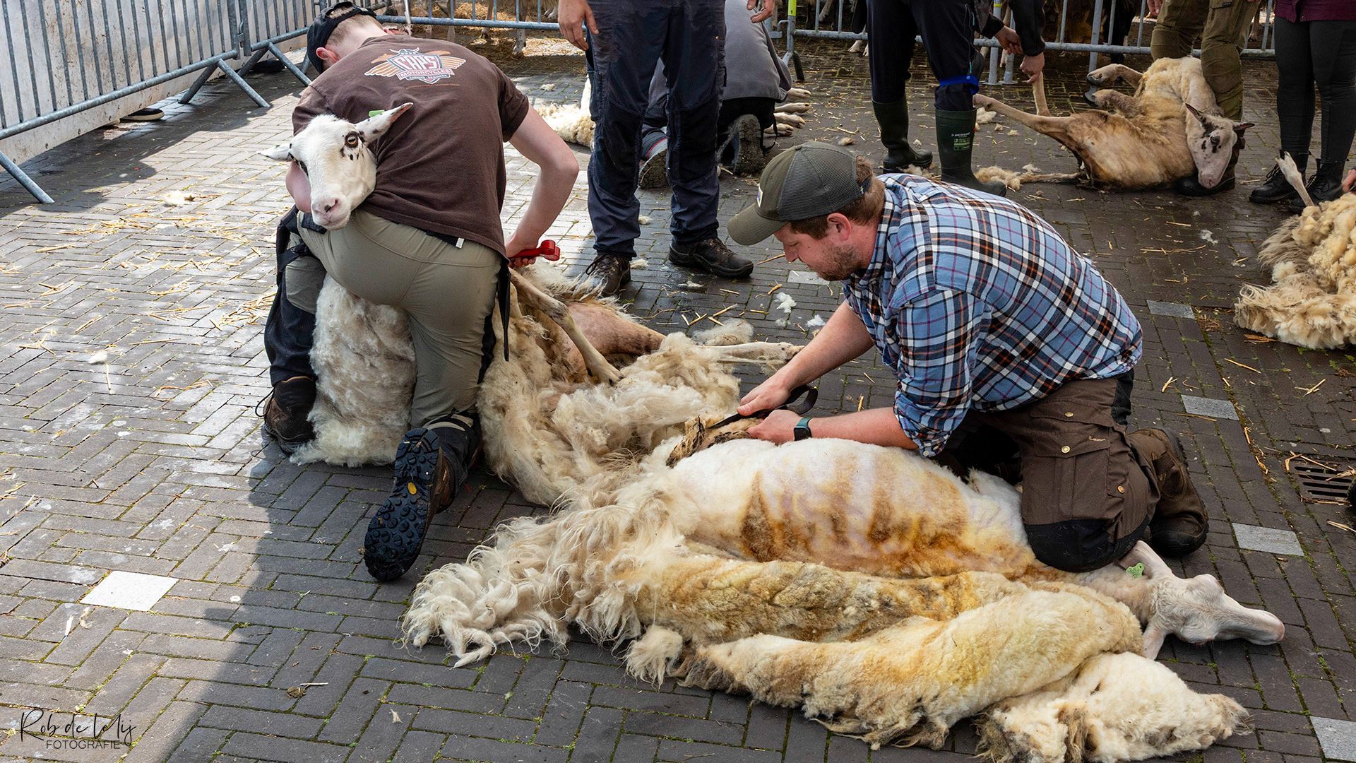 Vierde editie Bonte Schaap Festival in Rheden krijgt een natte start ...