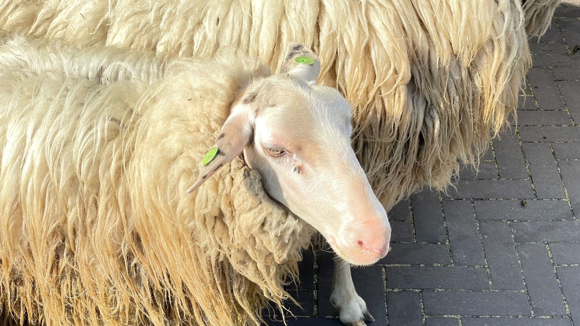 Brandweer redt verdwaald schaap uit water - Streeknieuws